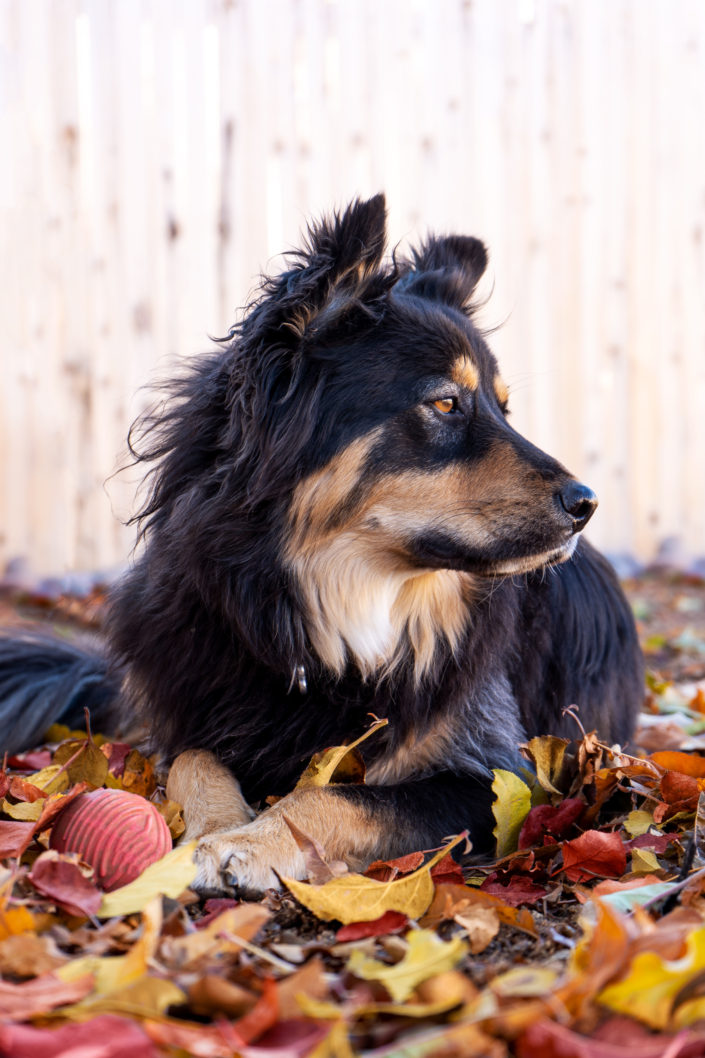 Pet Photography - Outdoor - Shot By Artemis